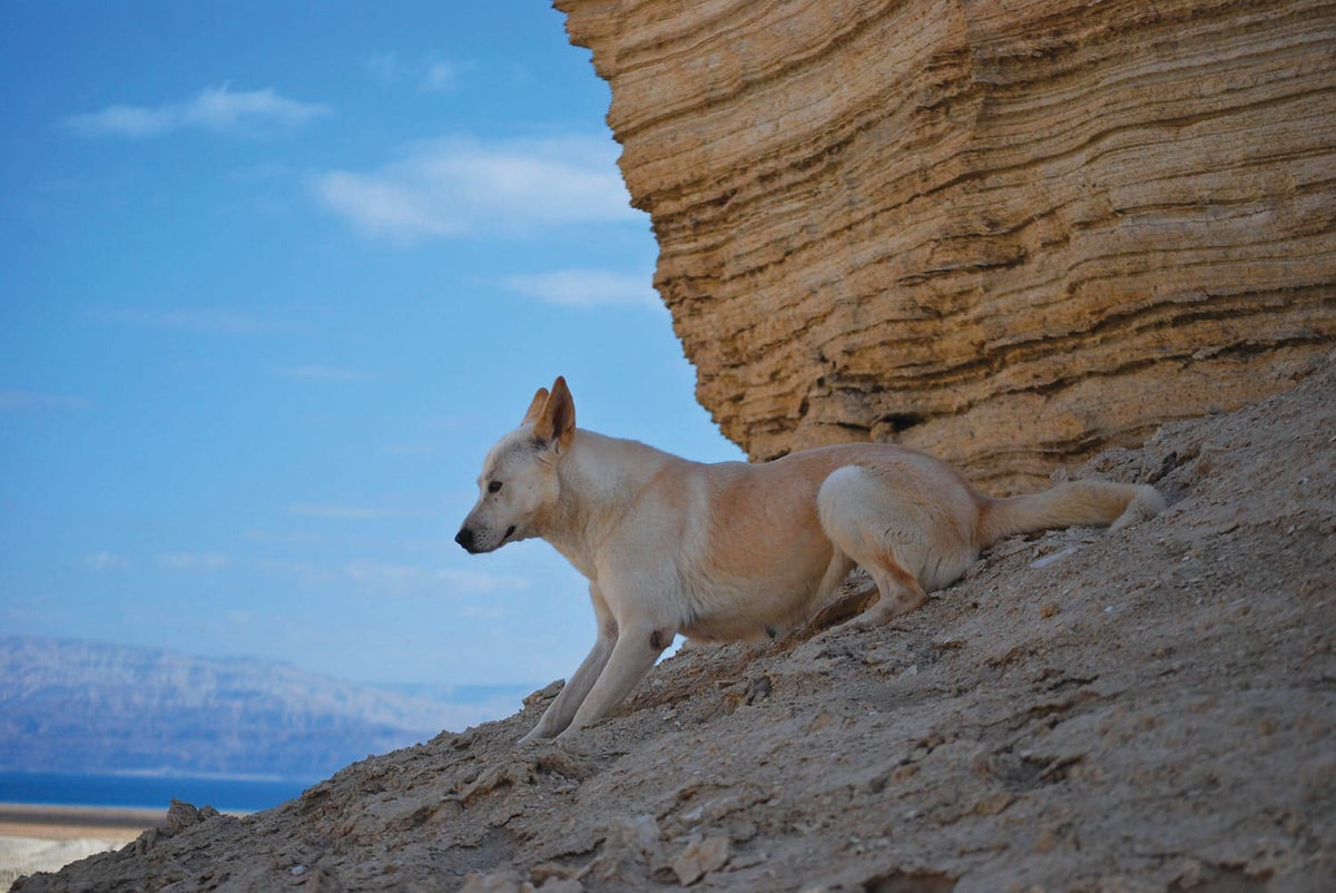 Israel Canaan Dog: Exploring an Ancient Breed's Legacy" – My Pet Matters