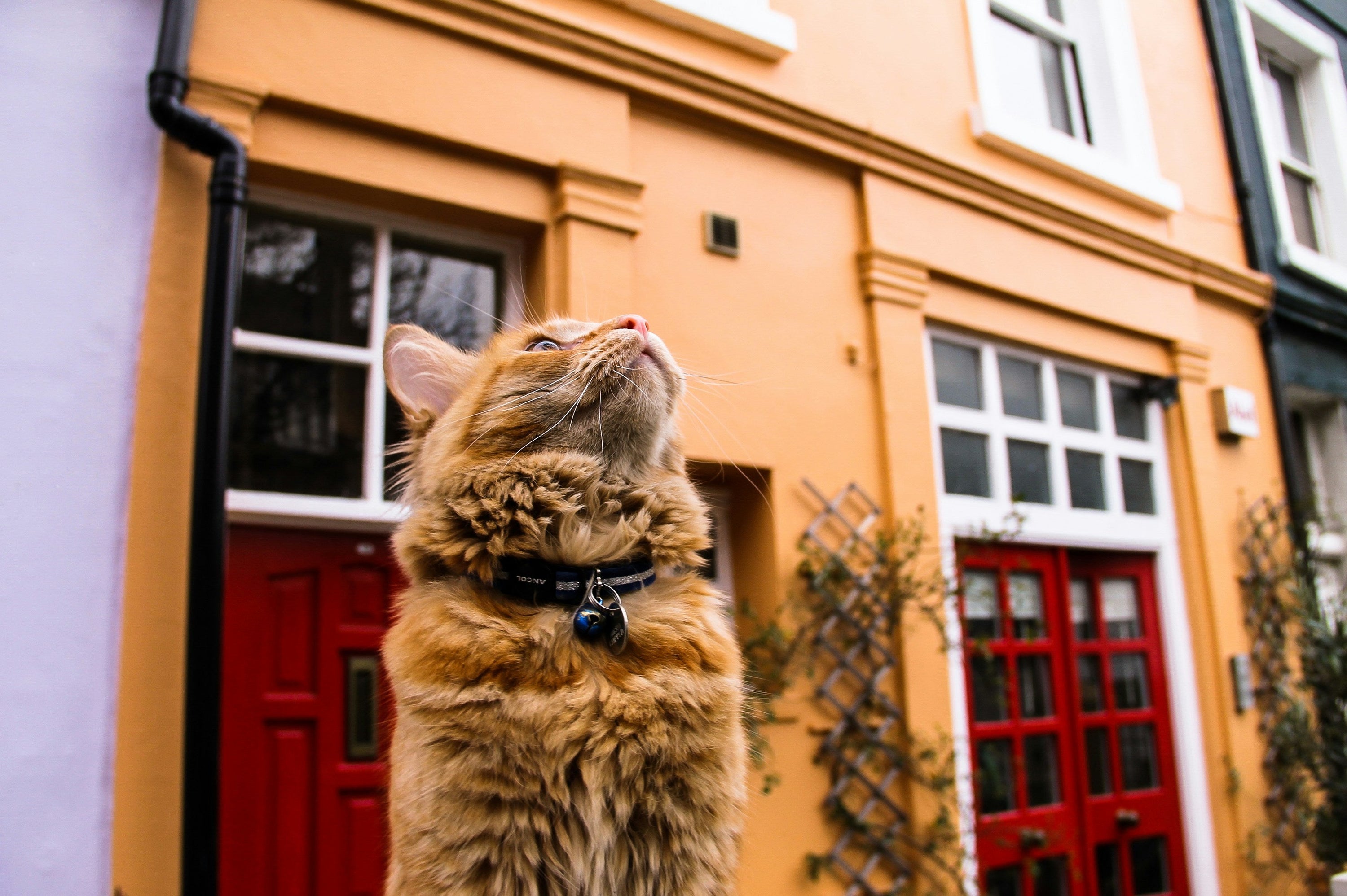 Is the capital cool for cats? London pet show live thinks so! – My Pet ...