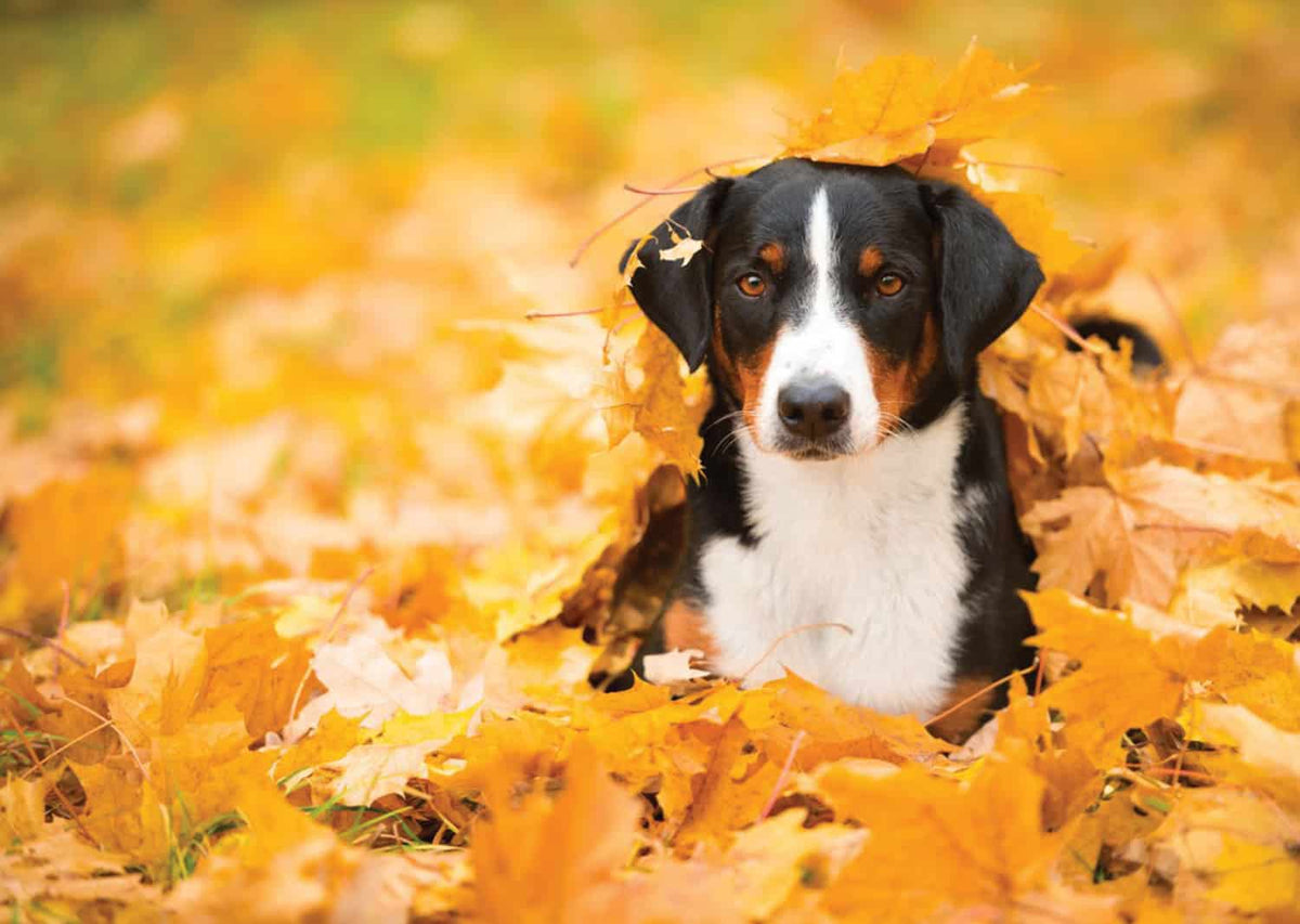 Autumn hazards for your dog – My Pet Matters