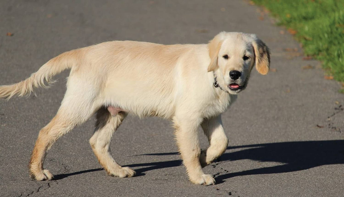 Sore Paws! 10 tips to protect your dog's paws from hot pavements – My ...