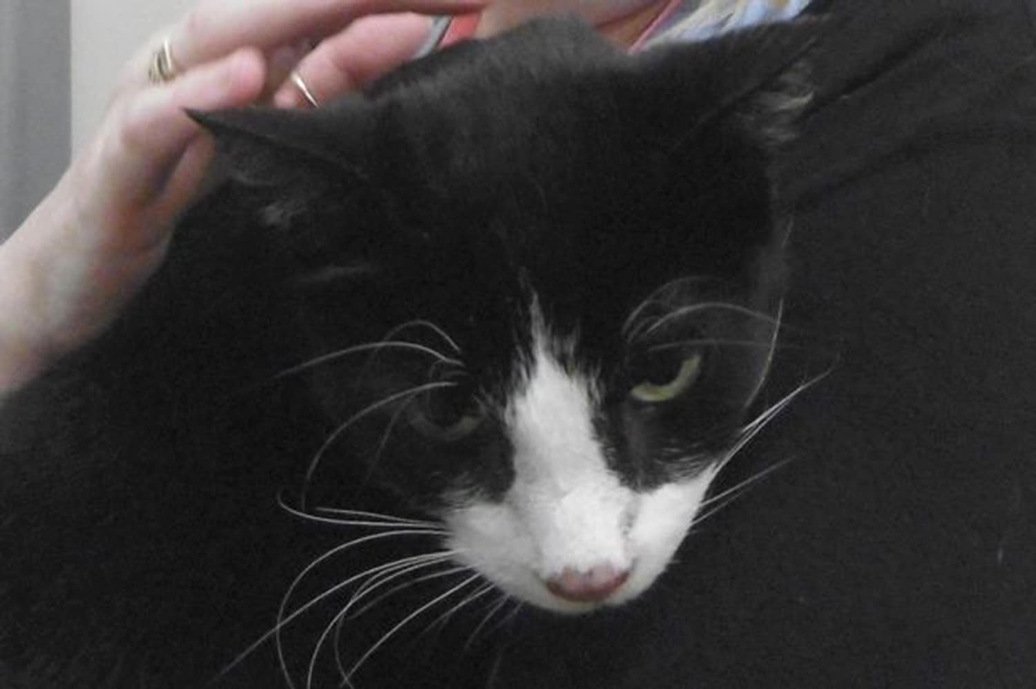Missing house cat reunited with owners FIVE YEARS after she vanished ...