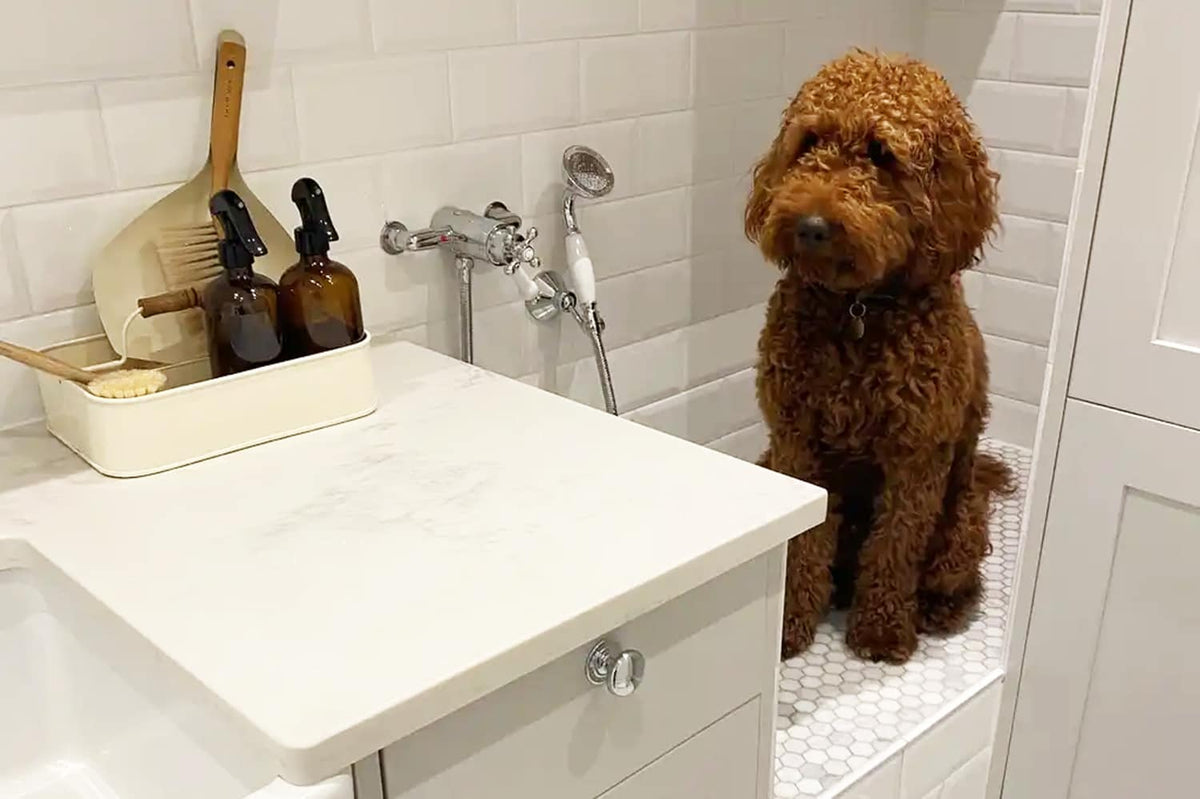 Design goes to the dogs: From dog showers to cat climbing frames - pet ...