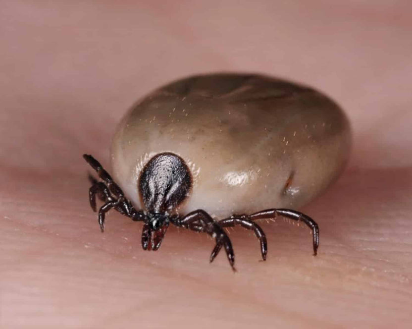 British pets are bringing deadly ticks home from holidays abroad – My ...