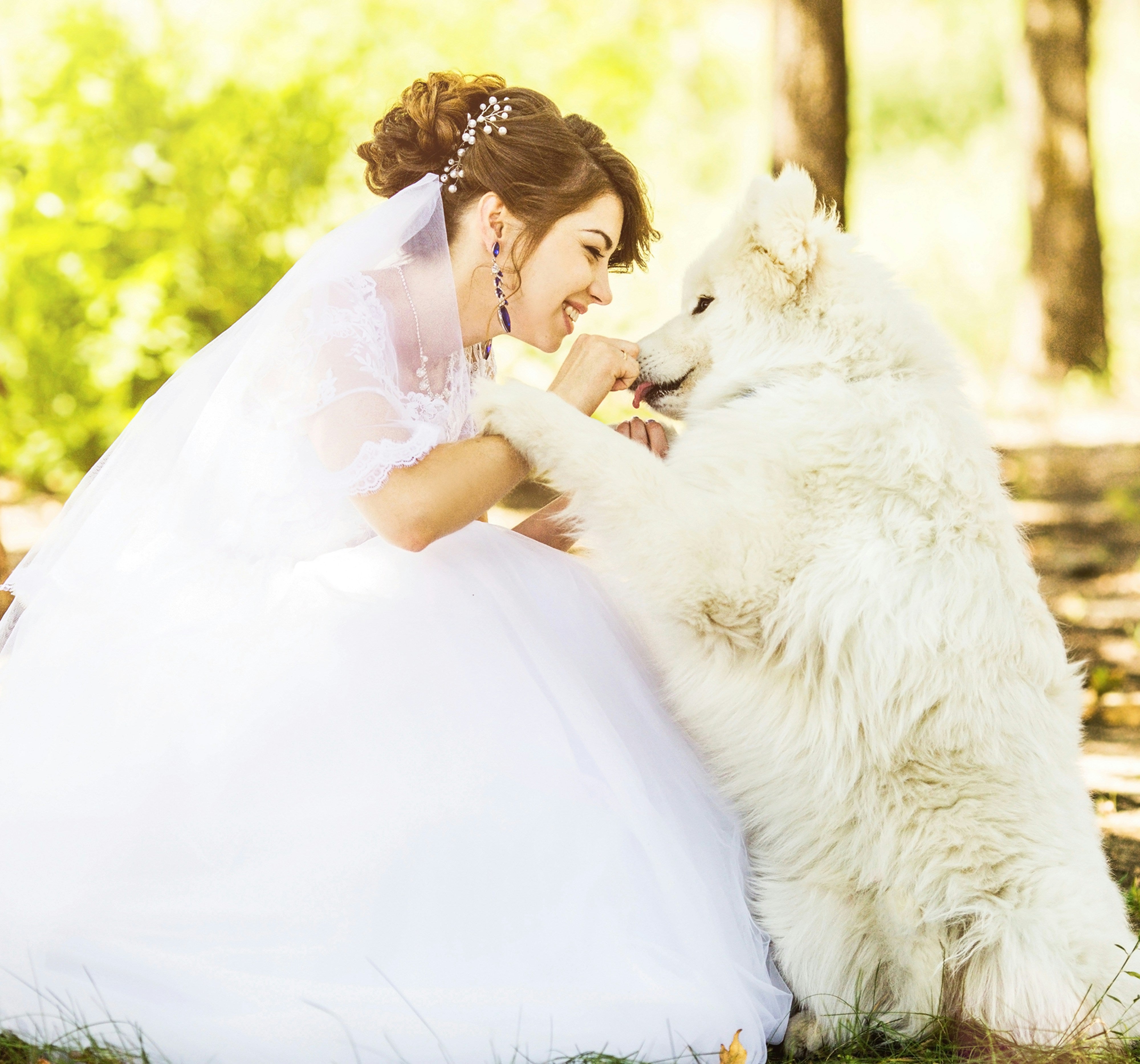 Pet ring-bearers: Toto carrying the rings at Albanese’s wedding is not ...