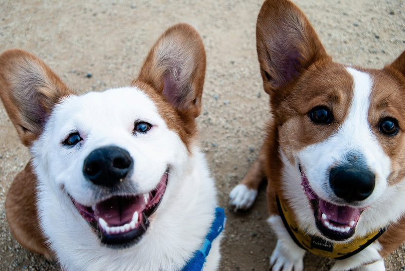Therapy Pets Would Make a Care Home More Positive – My Pet Matters